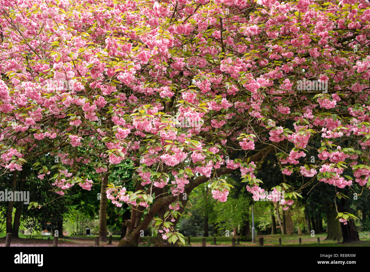 Roses arbor garden trellis hi-res stock photography and images - Alamy