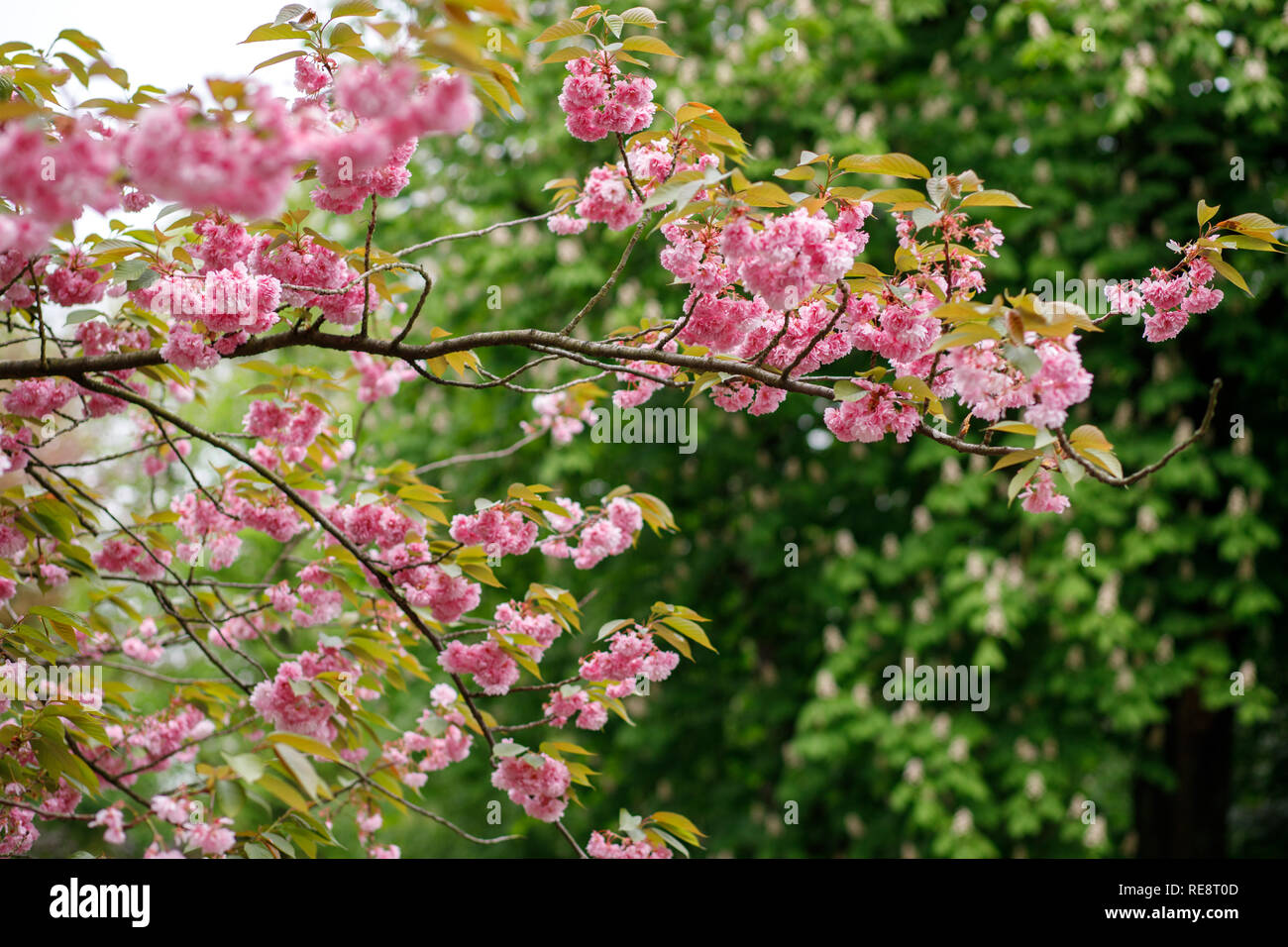 trees bloom pink flowers Stock Photo - Alamy