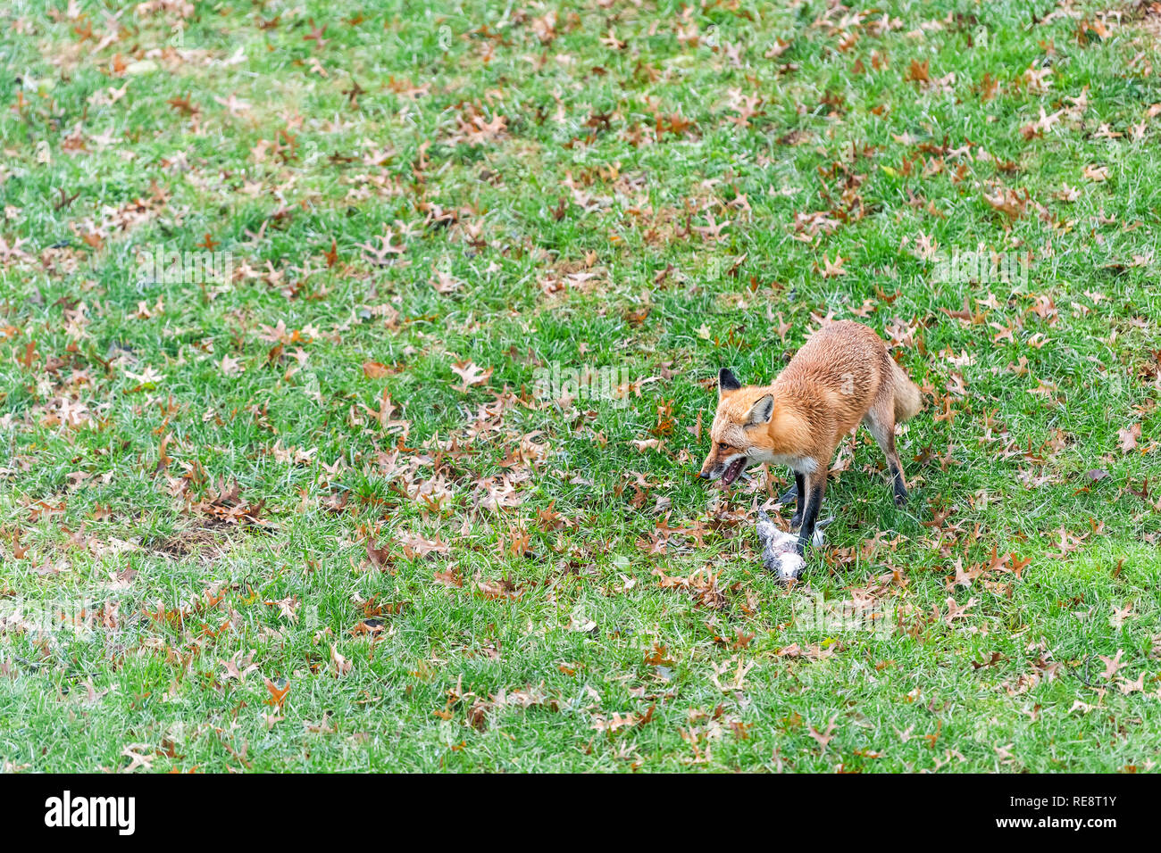Red fox hunting prey hi-res stock photography and images - Alamy