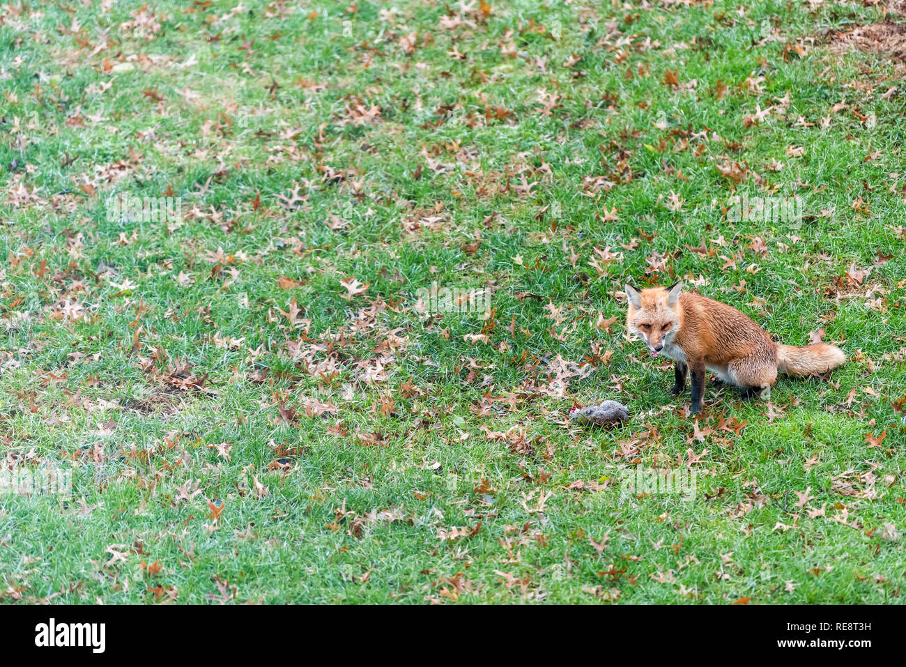 One wild eastern orange red fox in Virginia on grass outside in ...