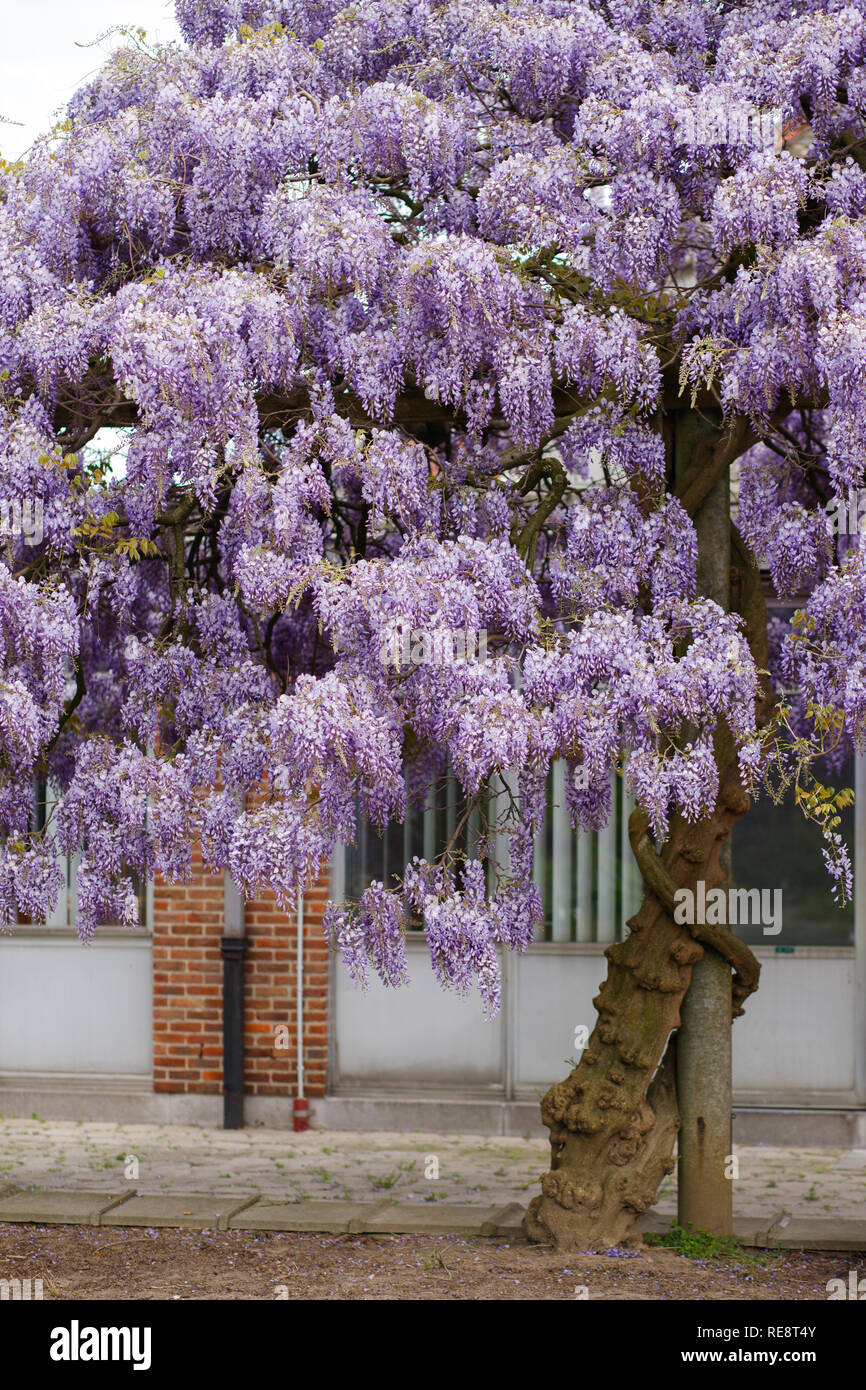 Japanese blue rain wisteria hi-res stock photography and images - Alamy