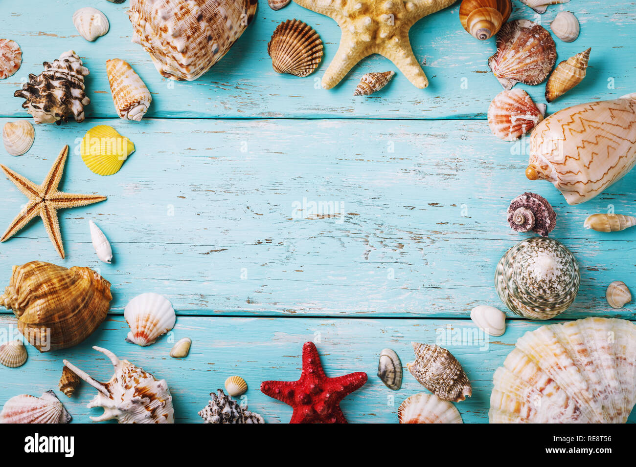 Various sea shells on a wooden board with copy space in the center, top ...