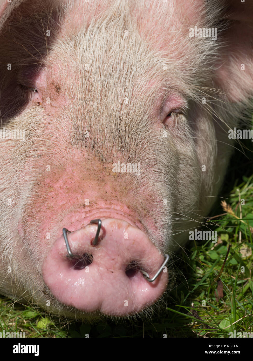 Pig snout hi-res stock photography and images - Alamy