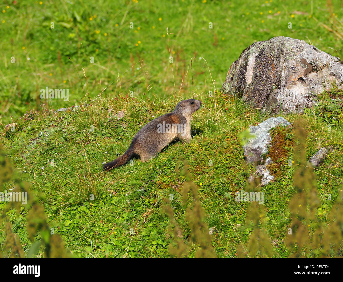 Groundhog mountain hi-res stock photography and images - Alamy