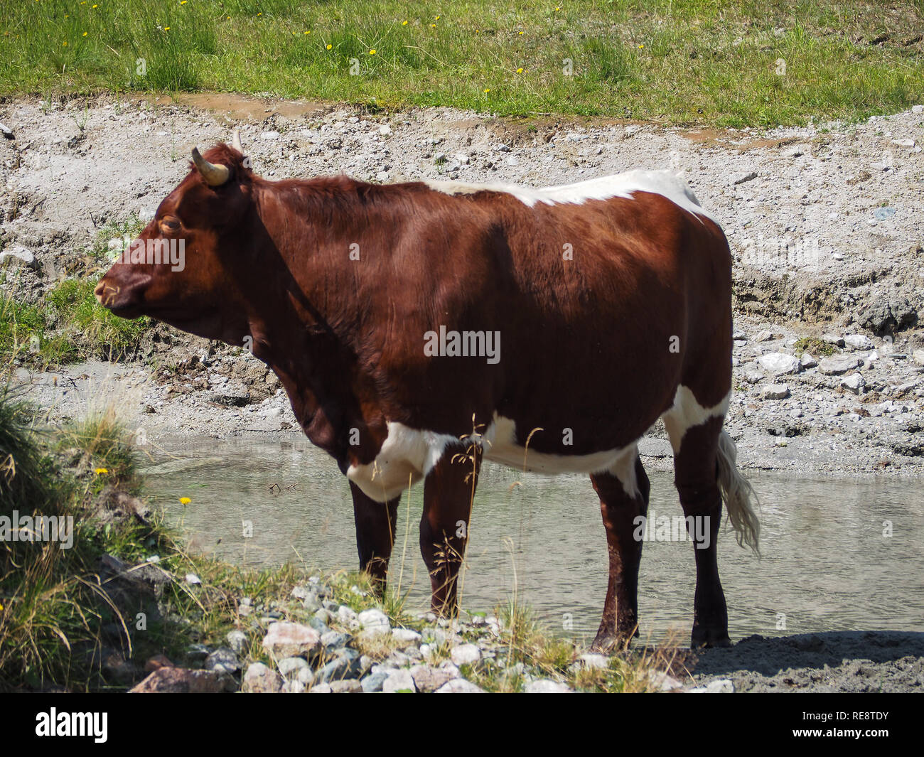 Bull beef hi-res stock photography and images - Alamy