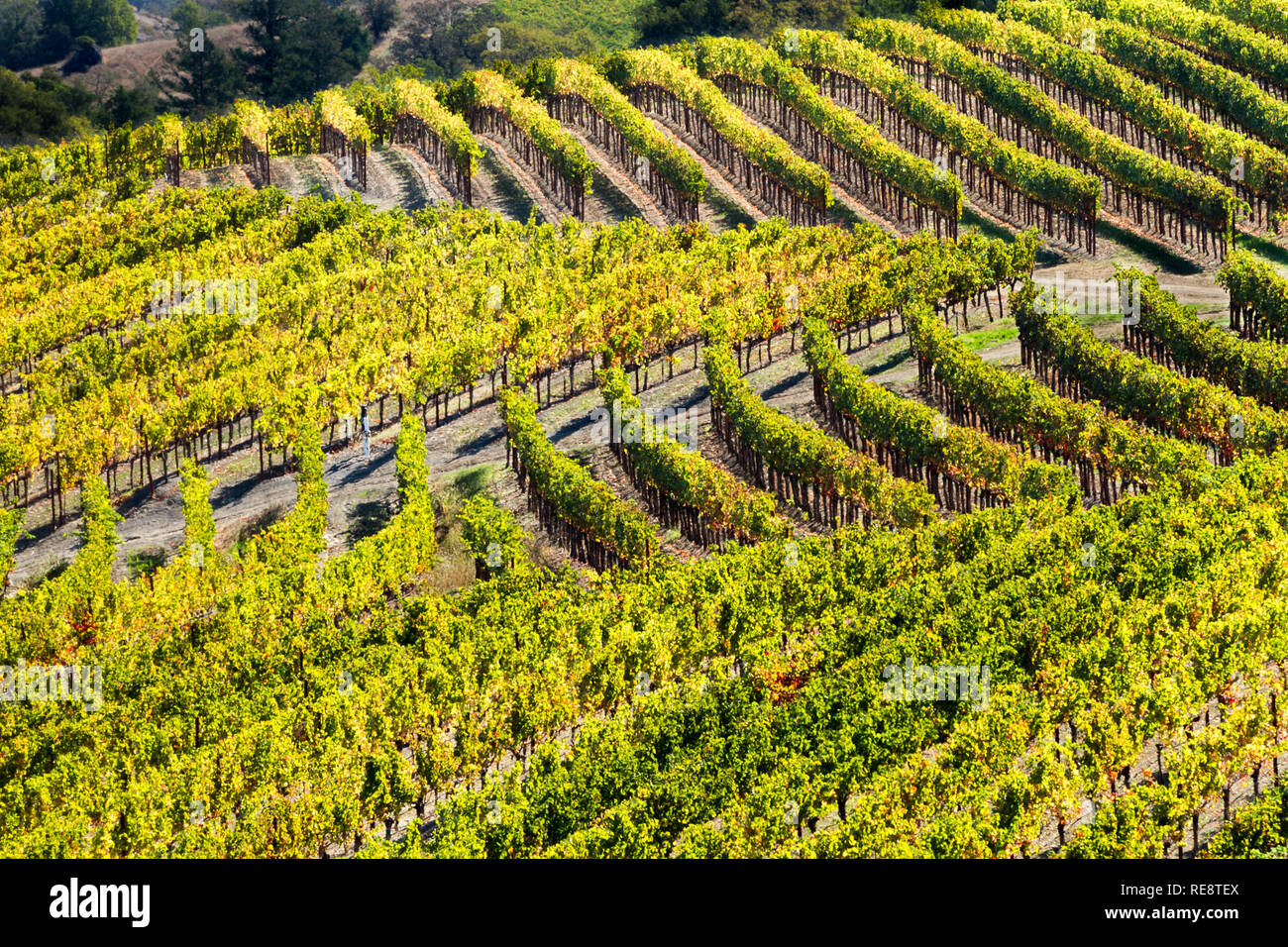 The radical variety hi-res stock photography and images - Alamy