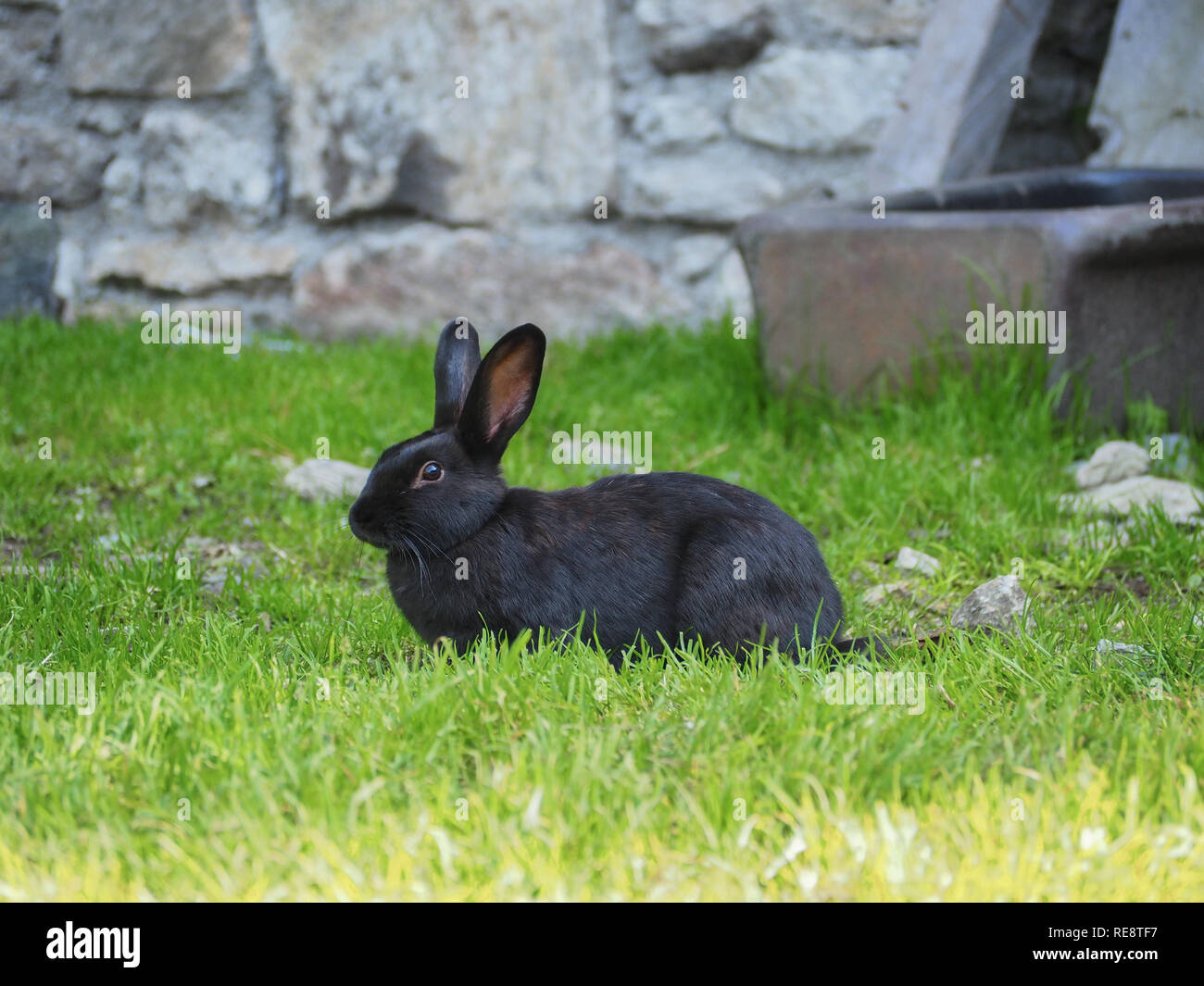 Bunny snout hi-res stock photography and images - Alamy