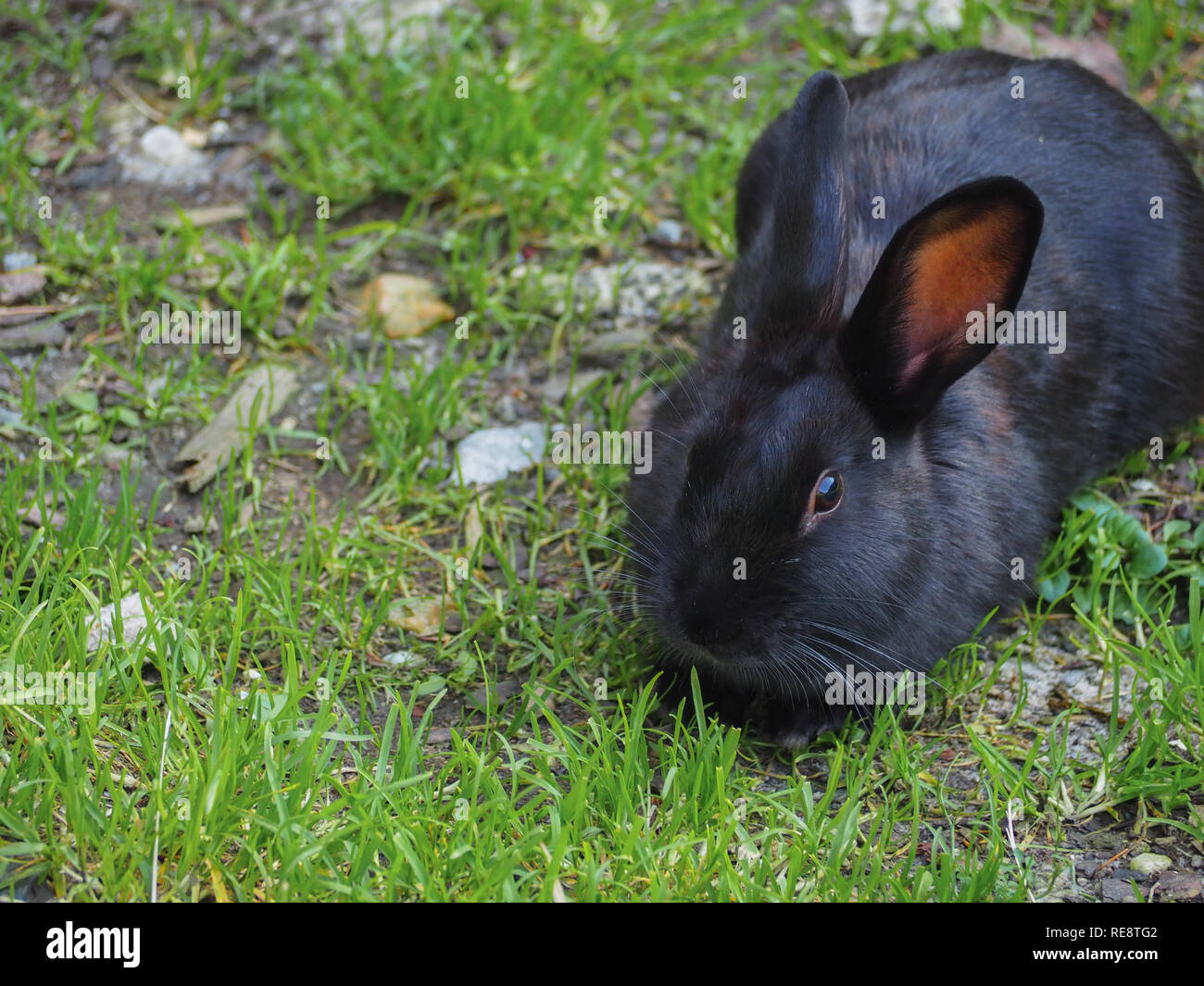 Bunny snout hi-res stock photography and images - Alamy