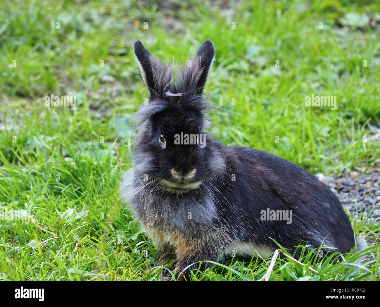 Bunny fur hi-res stock photography and images - Alamy