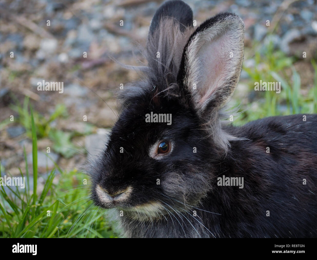 Bunny rabbit black ears hi-res stock photography and images - Alamy