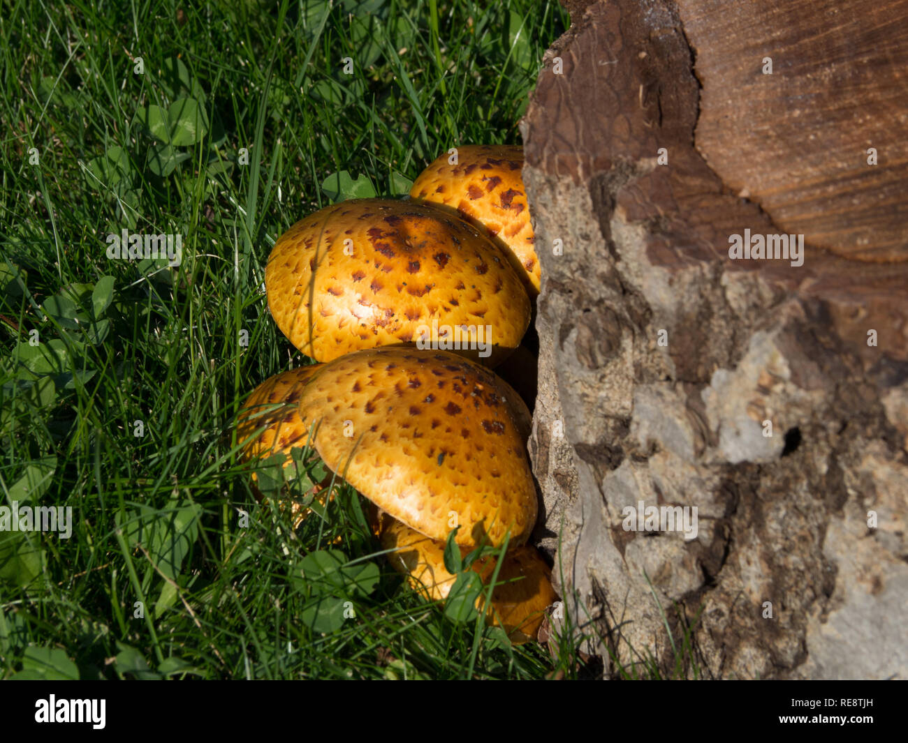 Armillaria on wood Stock Photo - Alamy