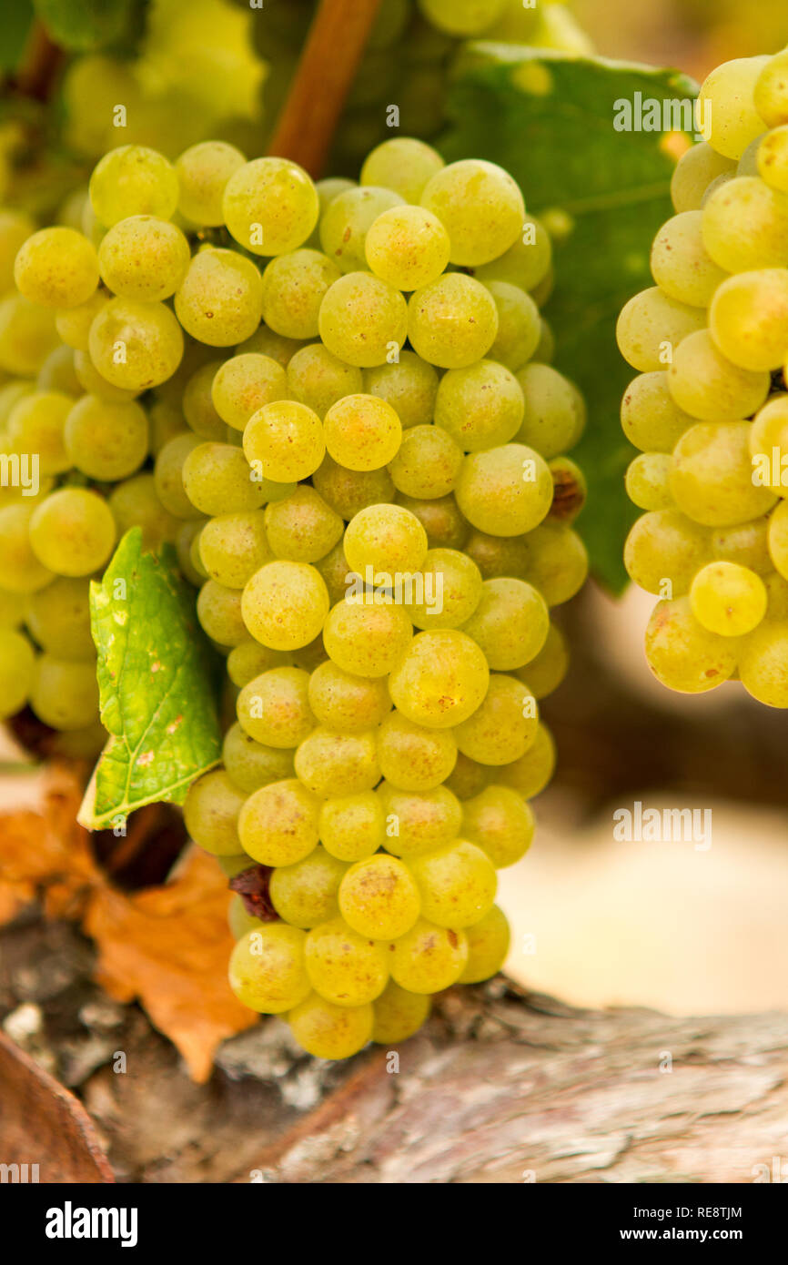 Bursting with Favor - White wine grape clusters ready for crush ...