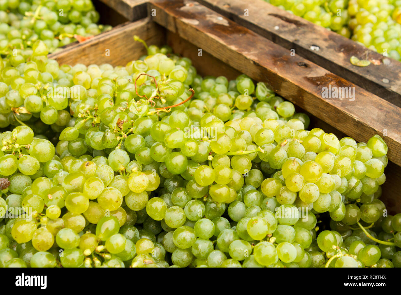 Fresh White - Newly picked white wine grape clusters rest in boxes on ...