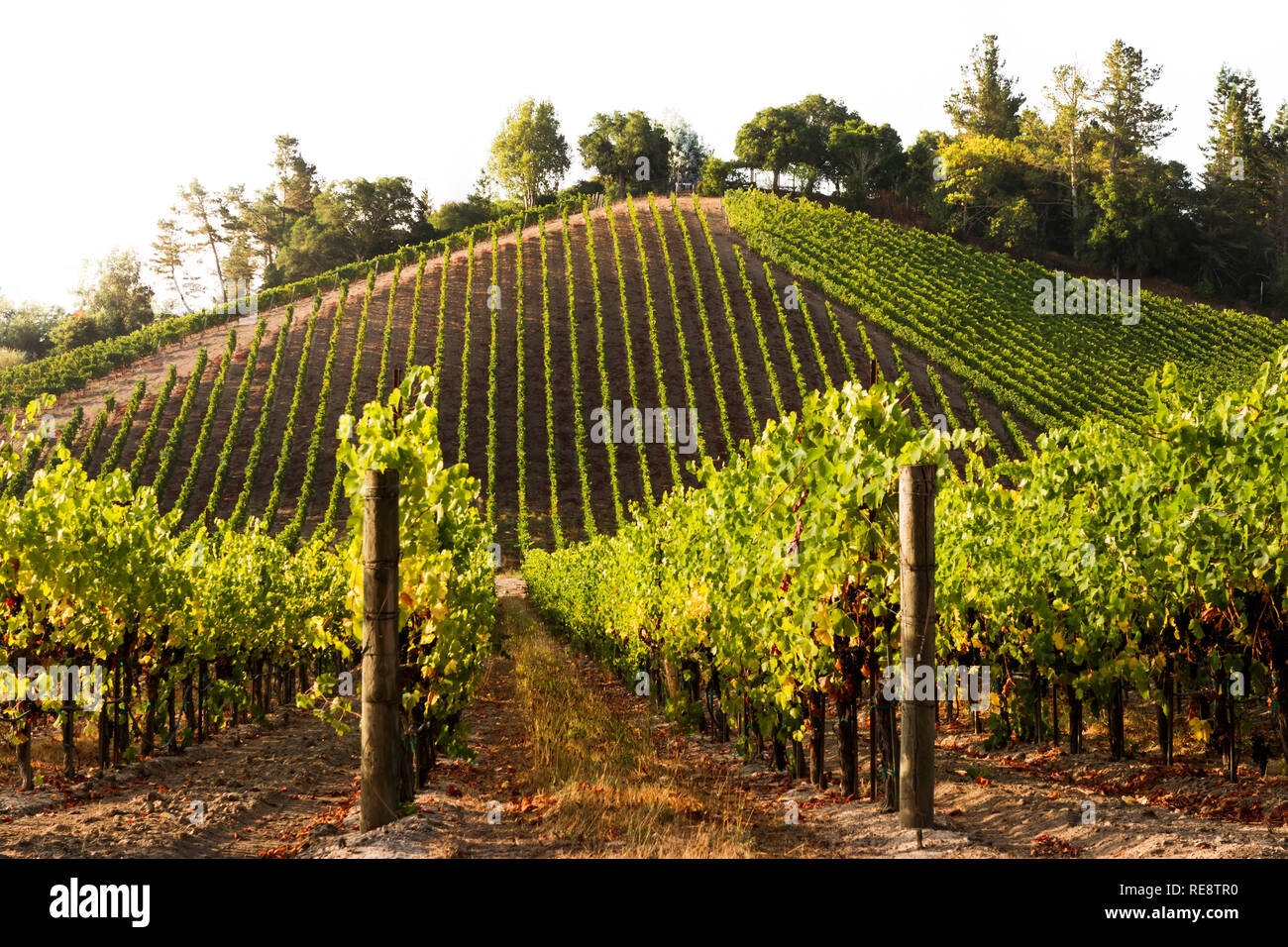 Vineyard Geometry 101 - Vineyard rows are a study of lines, angles, and ...