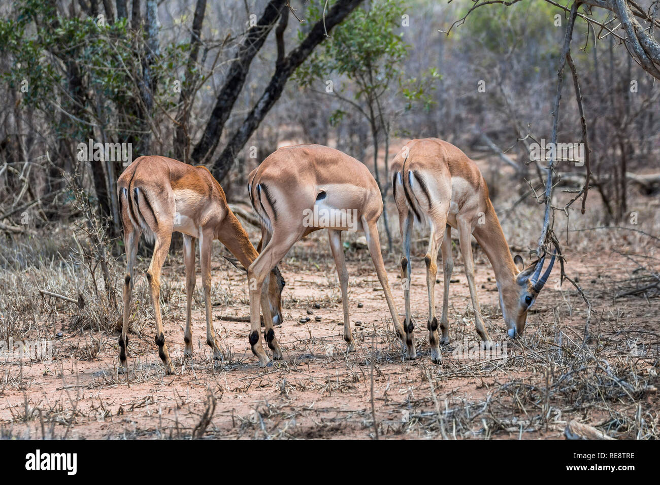 Three antelopes eating in the bush, Kruger Park Stock Photo - Alamy