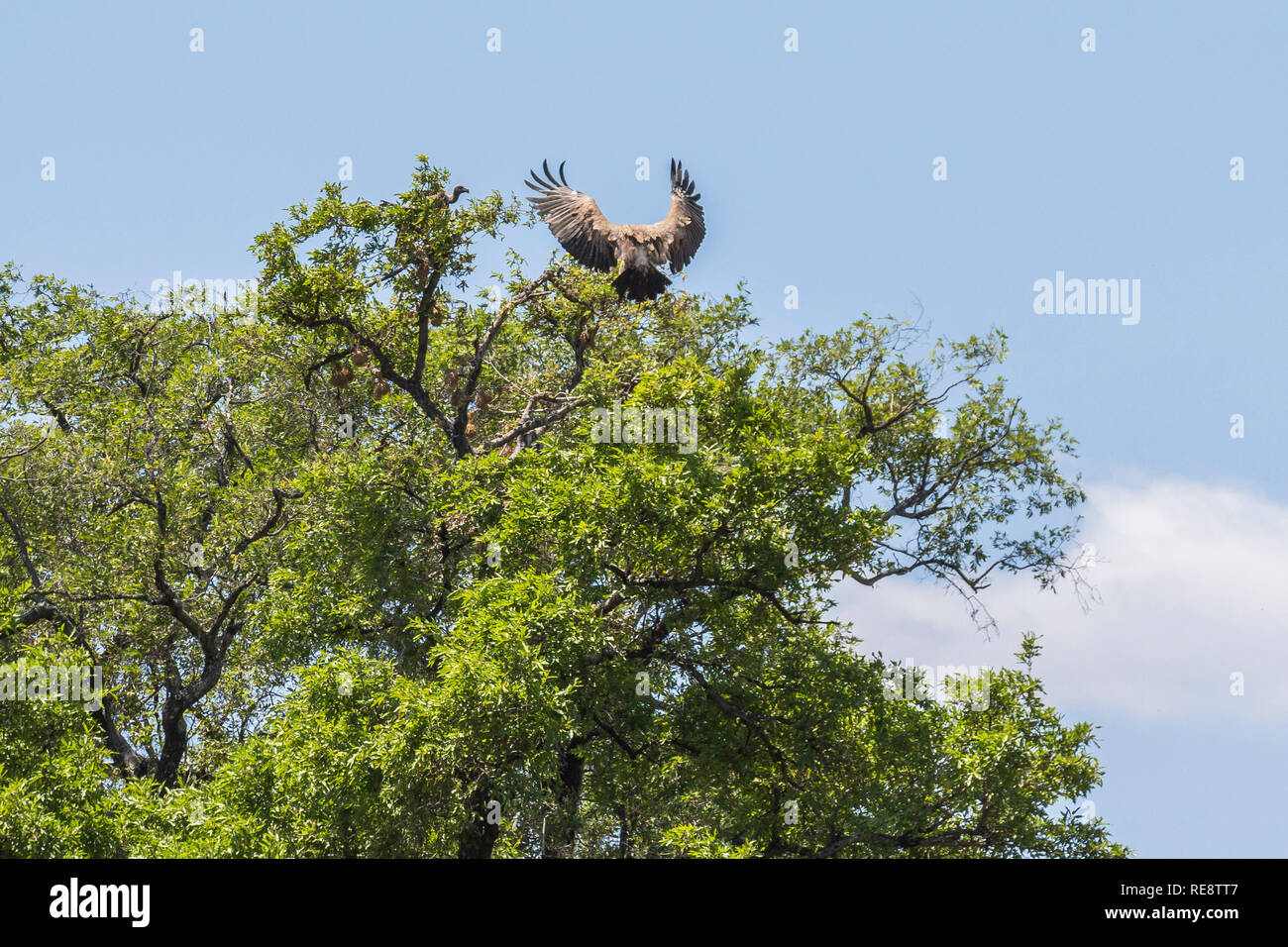Pretty young eagle hi-res stock photography and images - Alamy