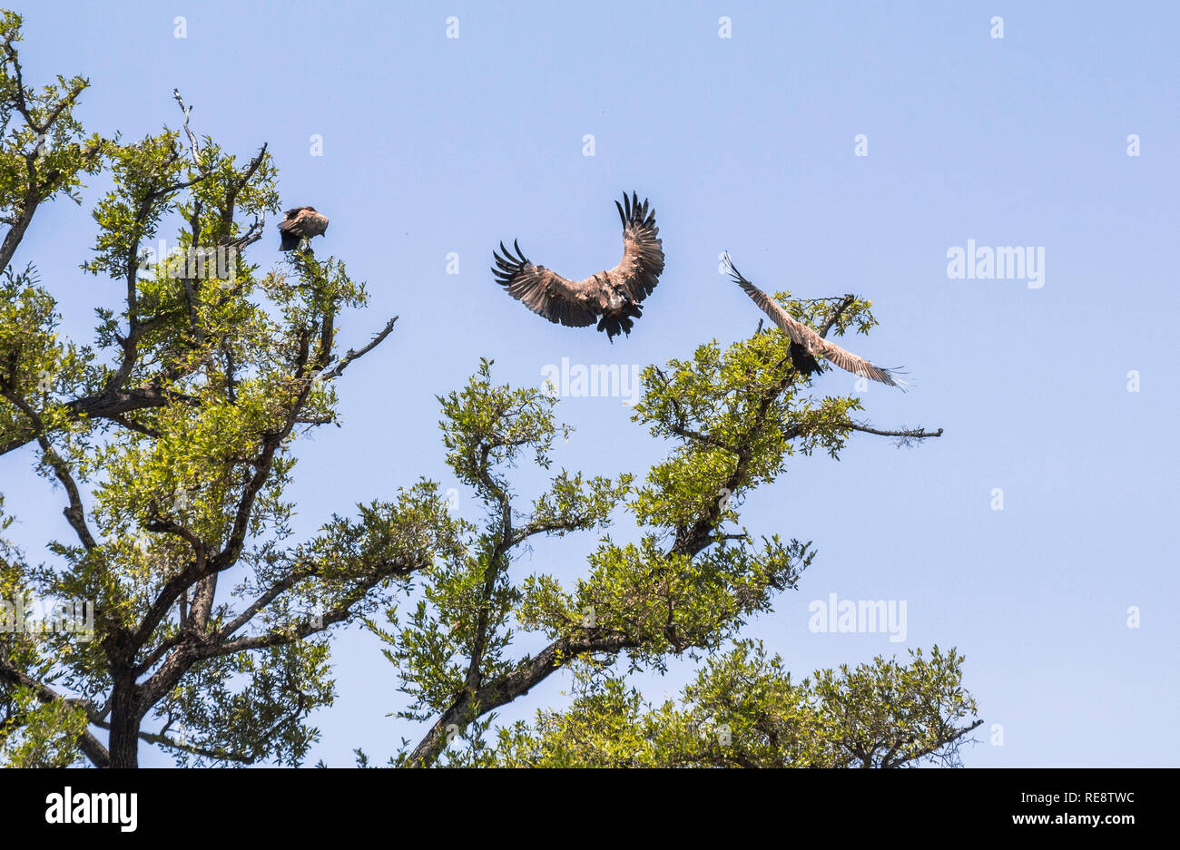 Pretty young eagle hi-res stock photography and images - Alamy