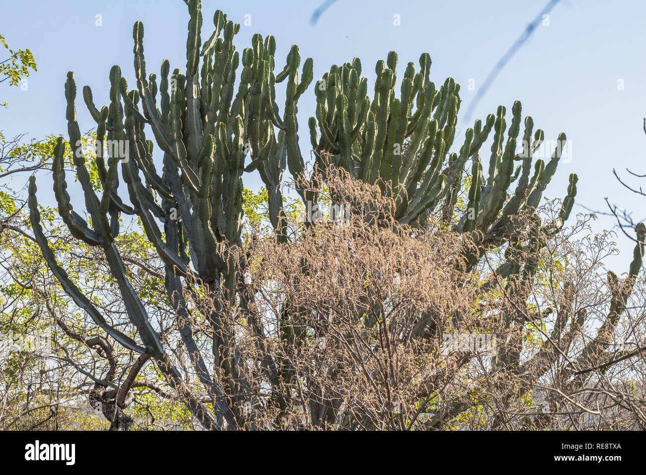 limpopo south africa cactus tree