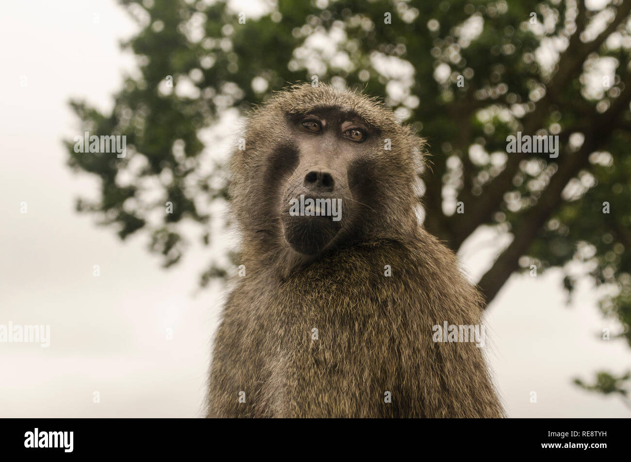 Baboon (monkey) in Knowlsey safari park Stock Photo - Alamy