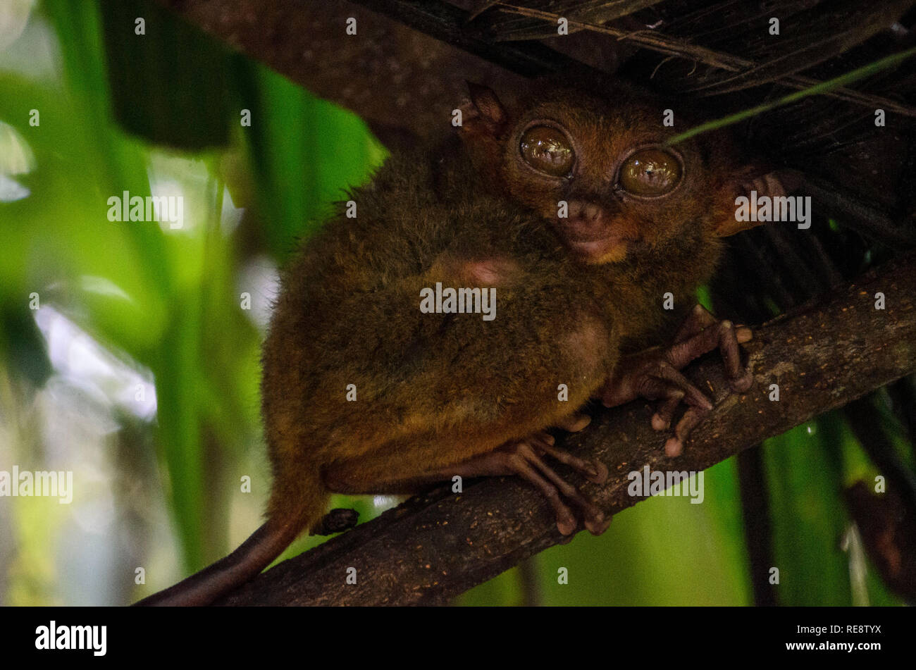 What Does Philippine Tarsier Eat – VYJSBI