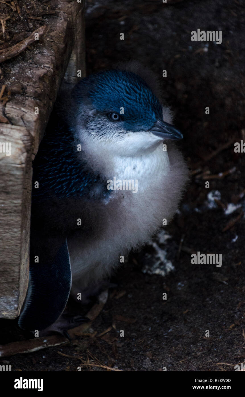 Little blue penguin (aka fairy penguin) in Phillip Island, Australia ...