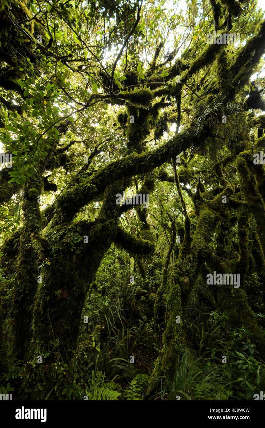 Goblin forest hi-res stock photography and images - Alamy