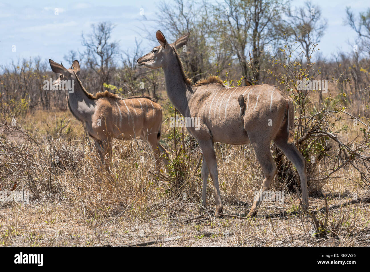 Female small kudu hi-res stock photography and images - Alamy