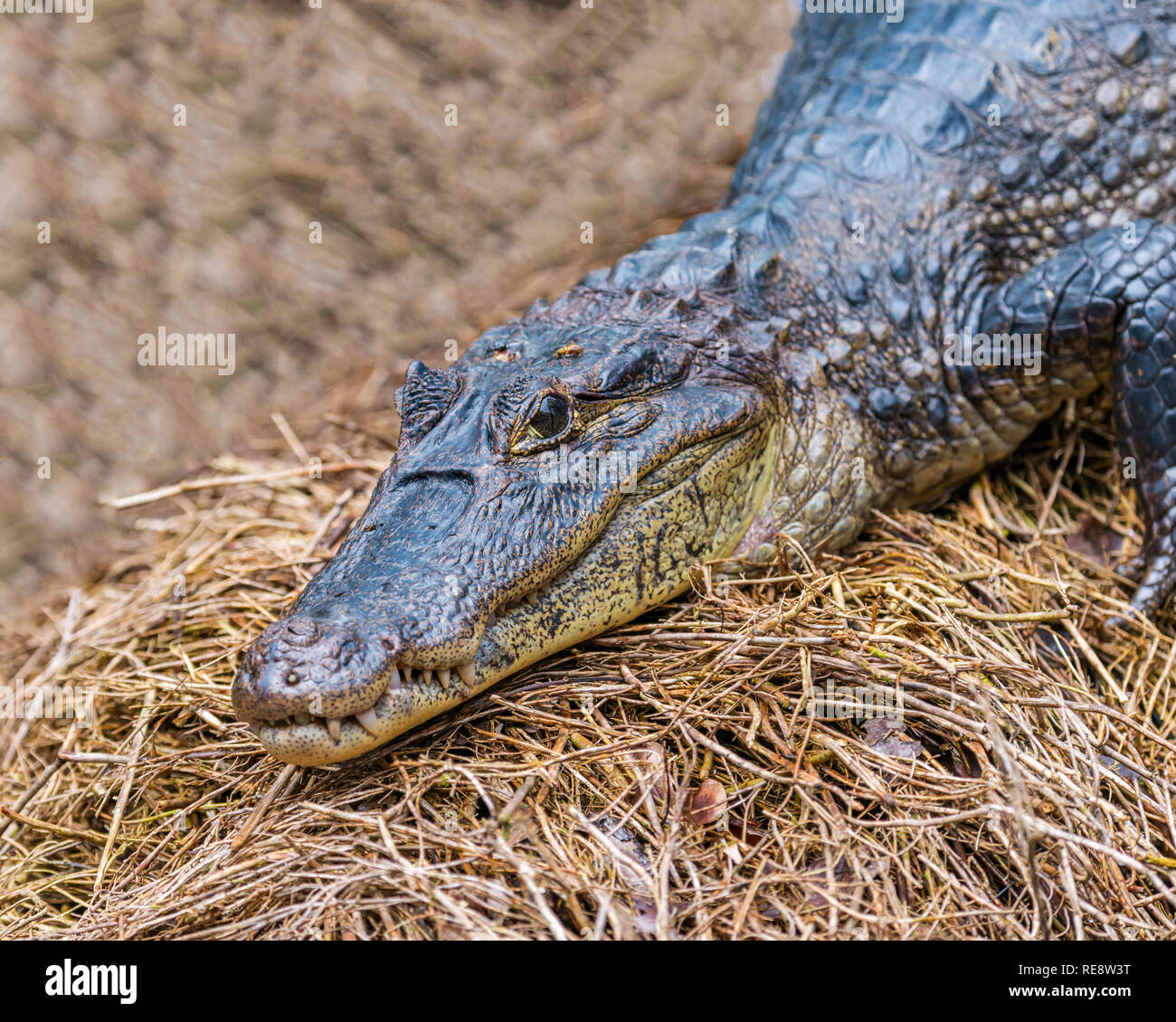 A close up of the head of a spectacled caiman resting on the shore of a ...