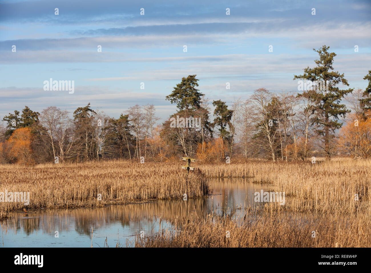 Winter colours at the George C Reifel migratory bird sanctuary near ...
