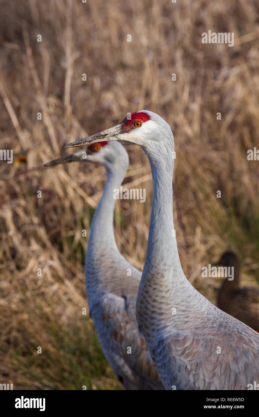 Slender crane hi-res stock photography and images - Alamy