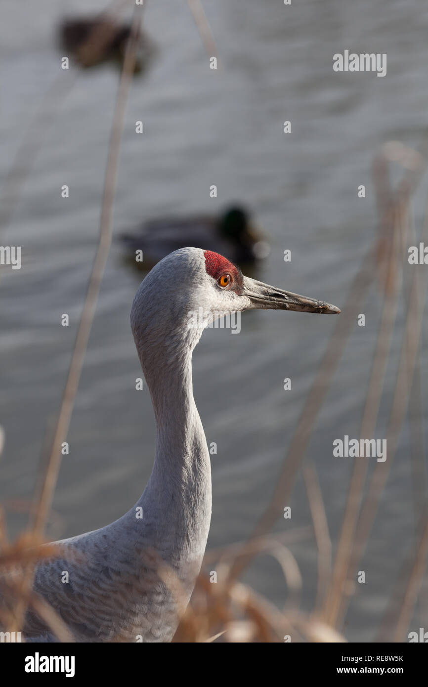 Slender crane hi-res stock photography and images - Alamy
