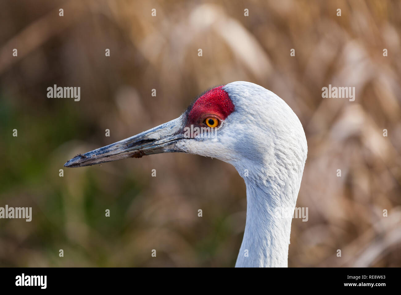 Head and neck details of a Sandhill Crane Stock Photo - Alamy