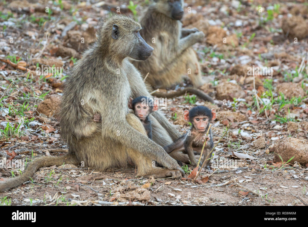 South africa maternal hi-res stock photography and images - Alamy