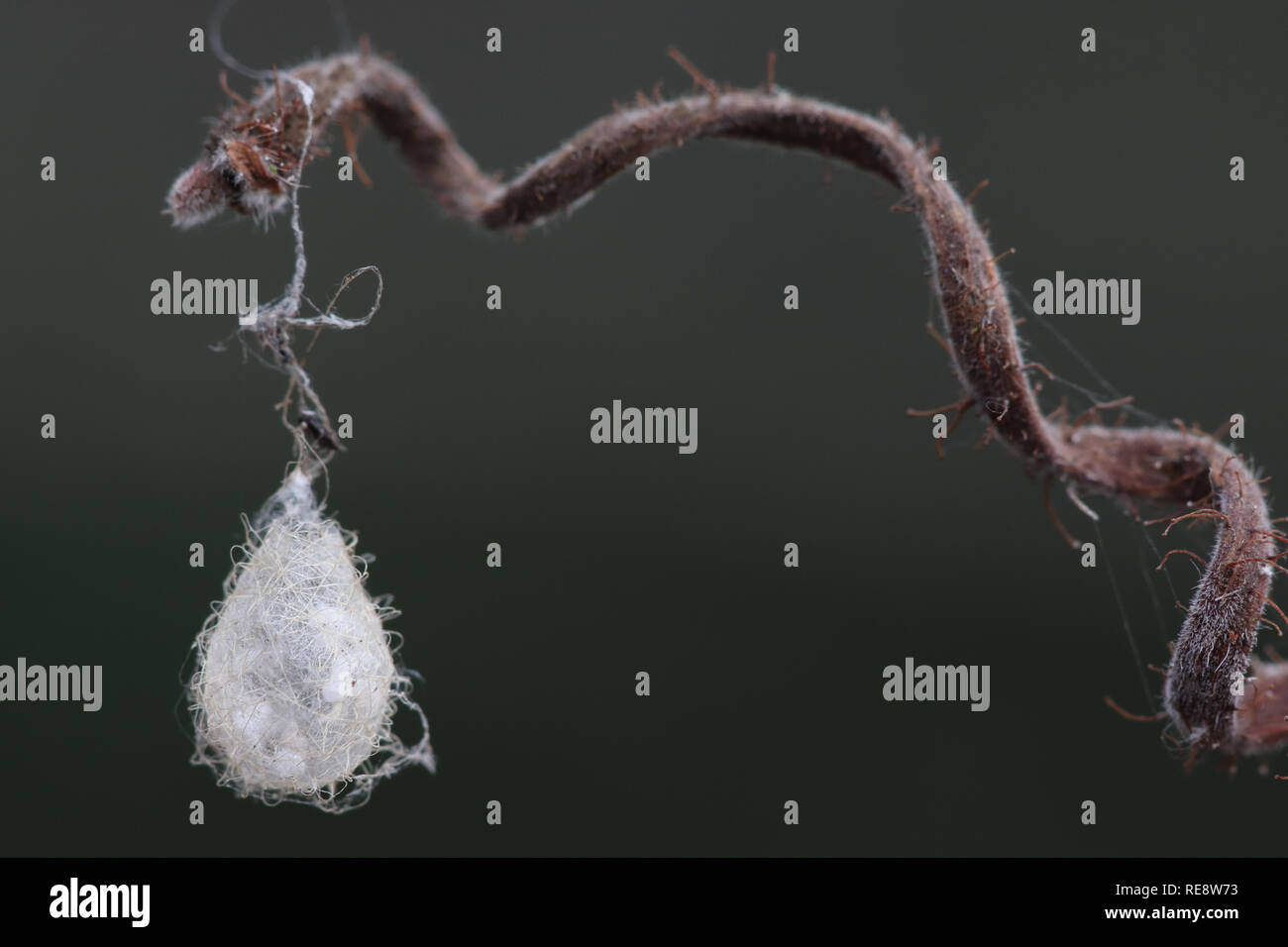 Insect eggs hi-res stock photography and images - Alamy