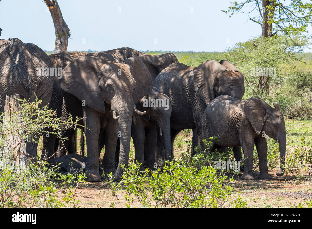 Elephant group under trees in the Kruger Park Stock Photo - Alamy