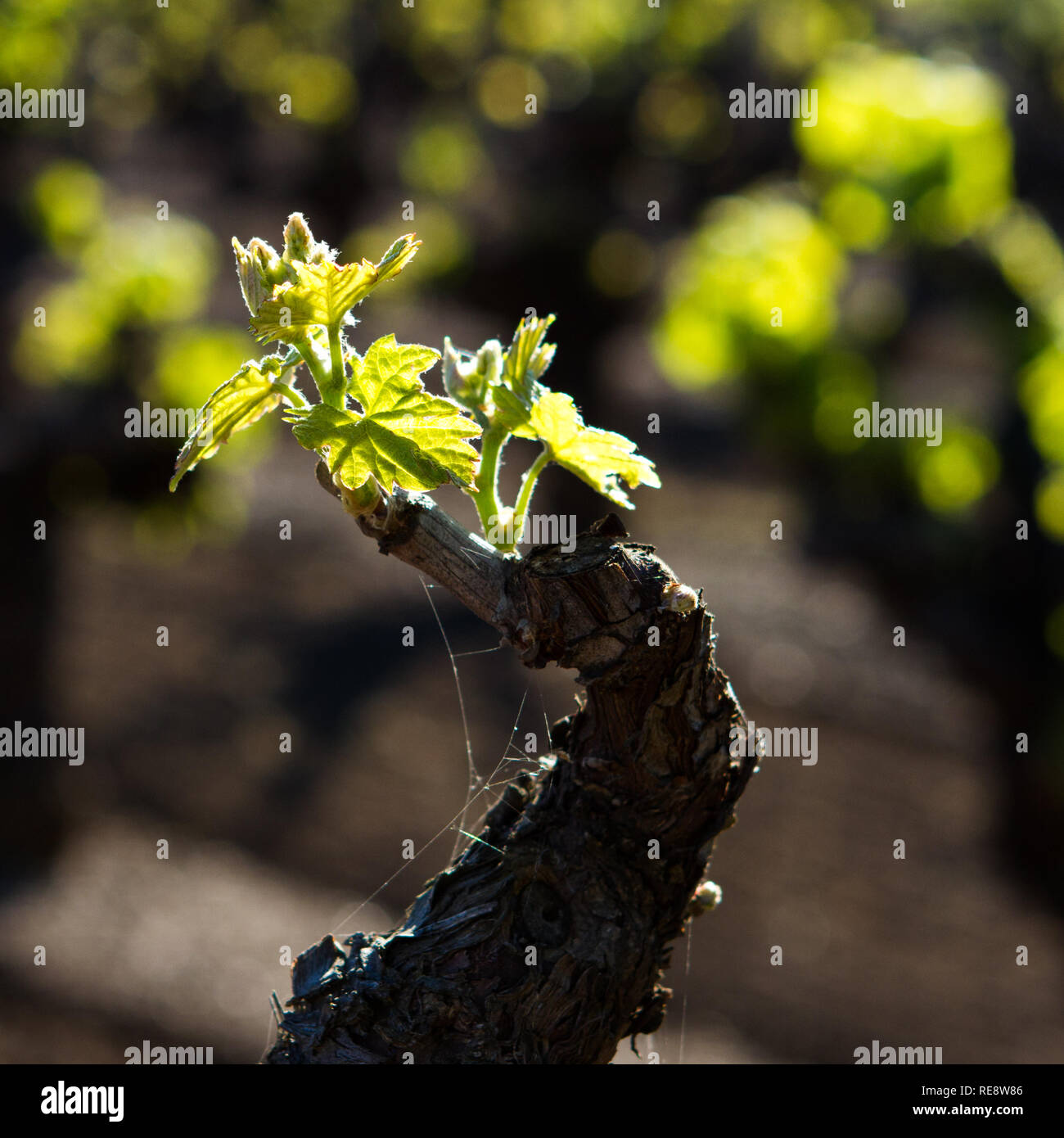 Growth on grape vine leaves hi-res stock photography and images - Alamy