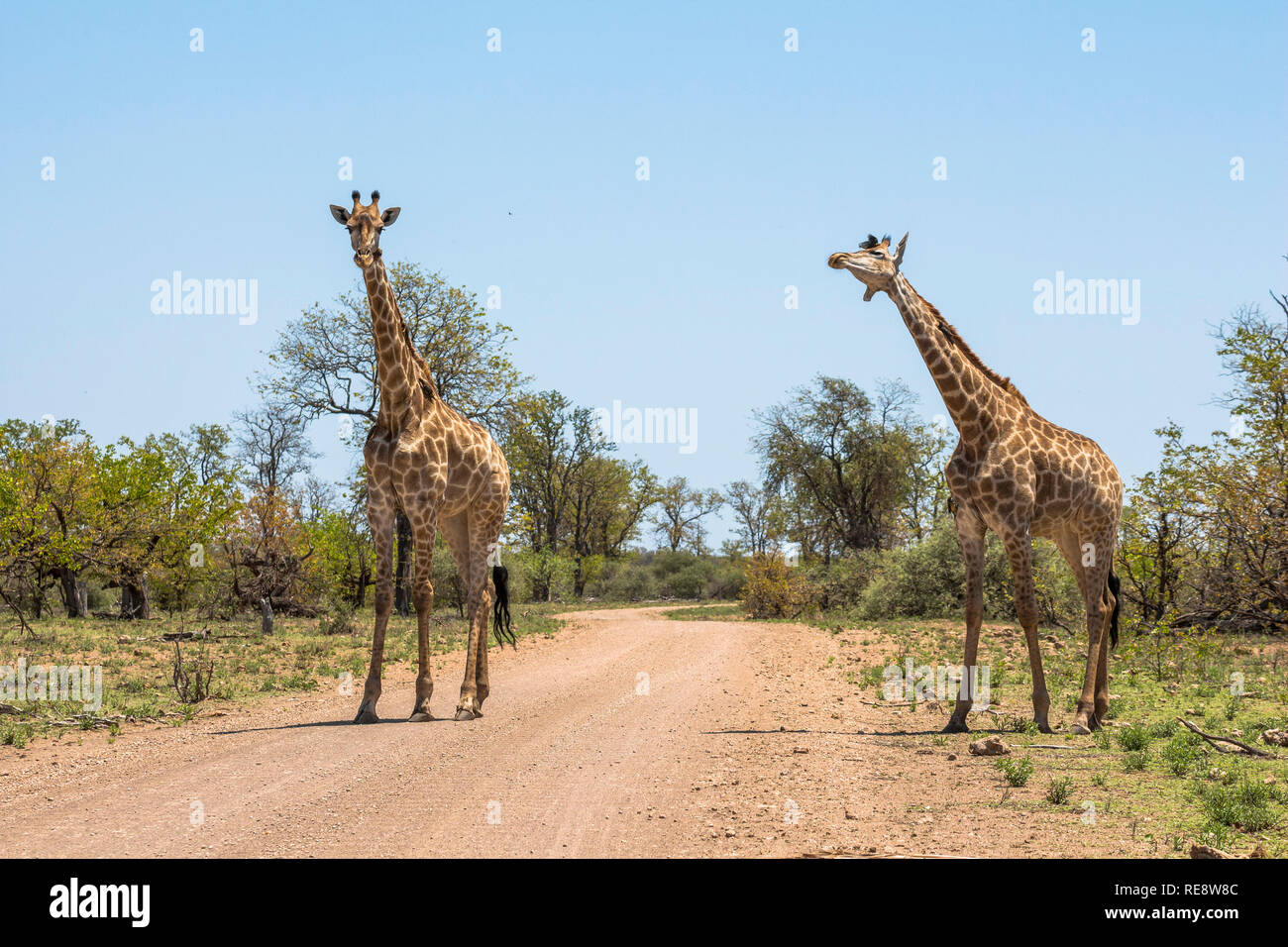 Two giraffes walking on savannah hi-res stock photography and images ...