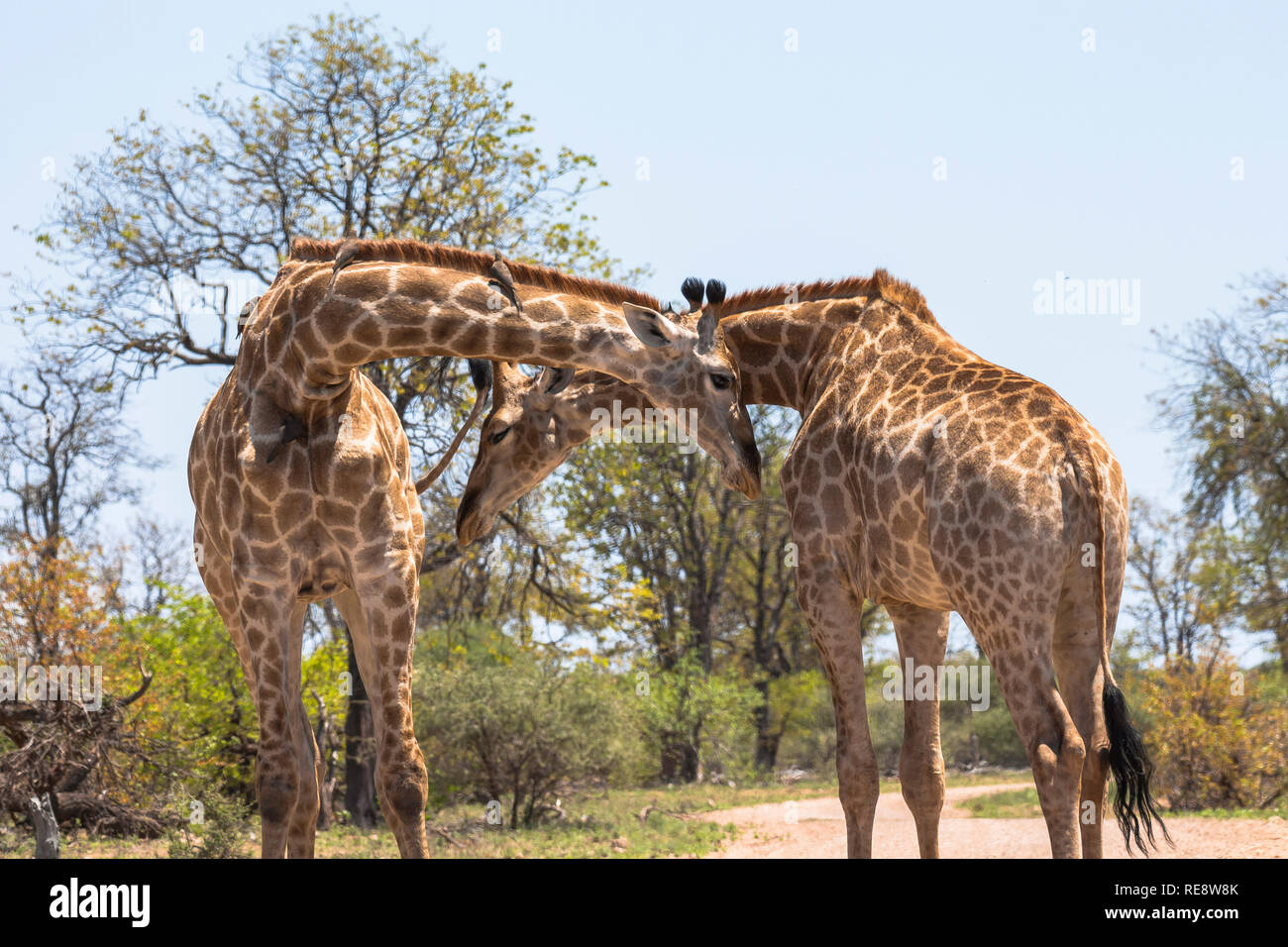 Giraffes cross hi-res stock photography and images - Alamy