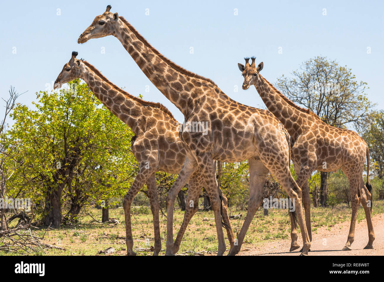 Three giraffes walking together inside Kruger Park Stock Photo - Alamy