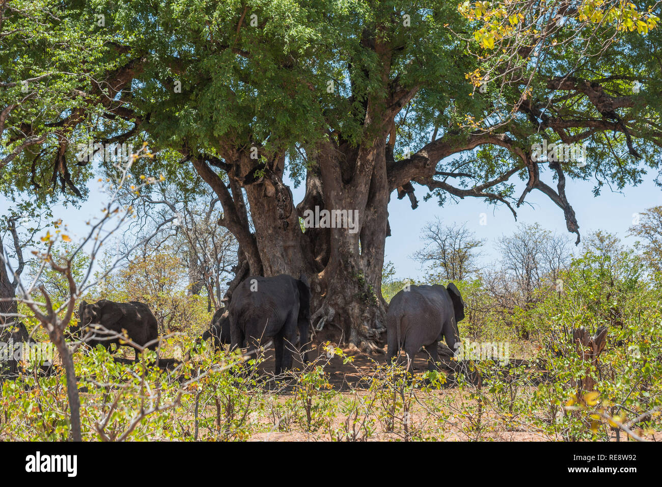 Elephant group under trees in the Kruger Park Stock Photo - Alamy
