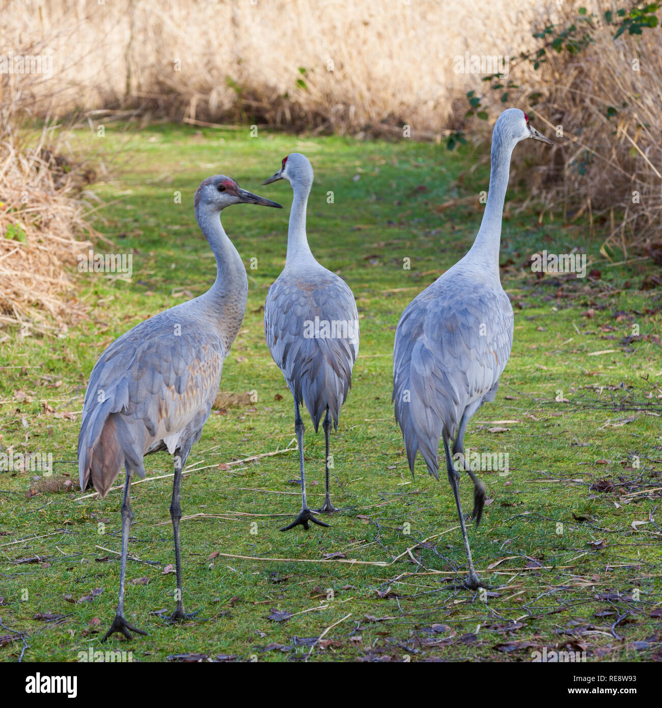 Three Sandhill cranes walking on a trail at the Goerge C Reifel ...