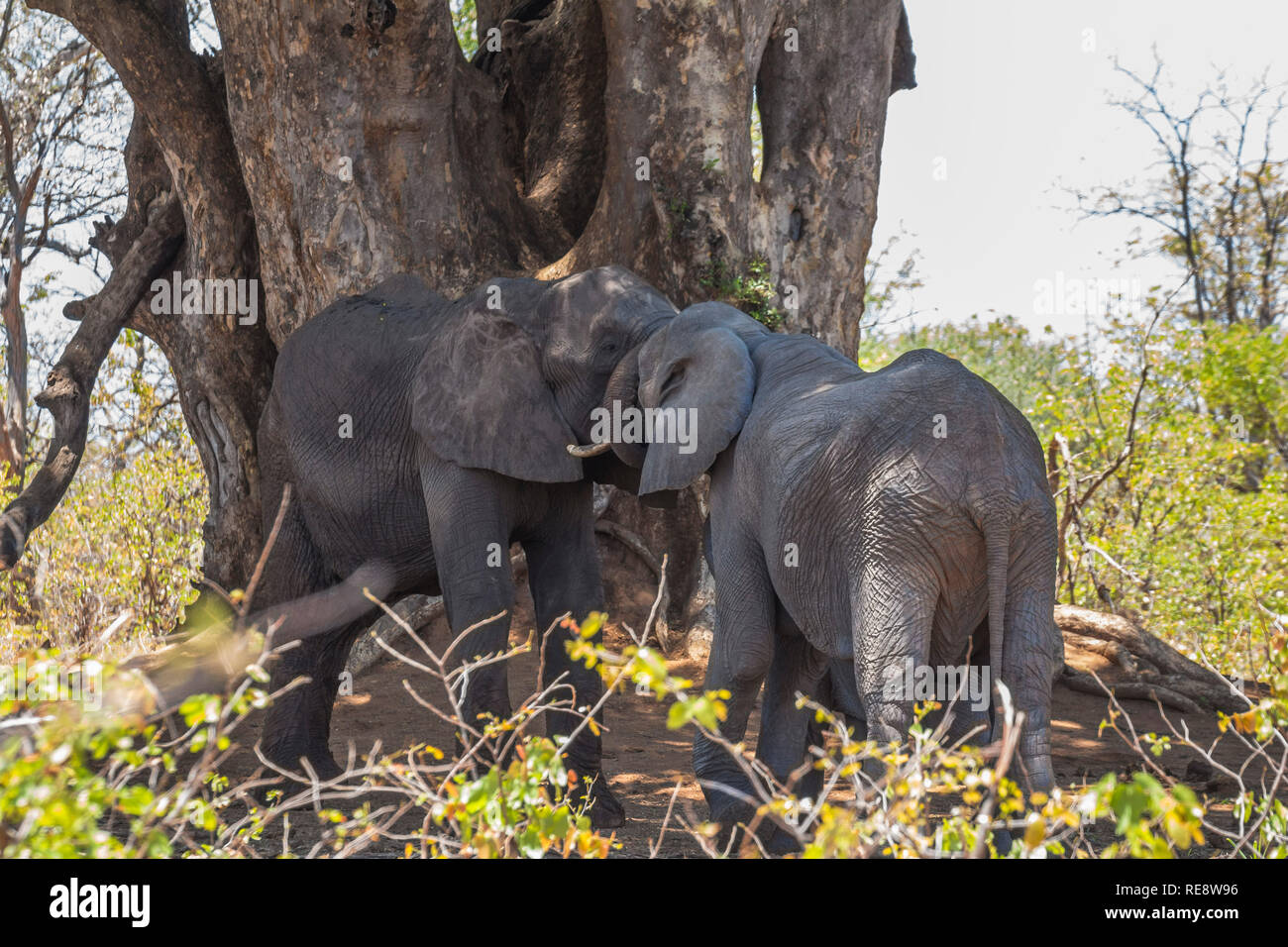 Elephants under trees hi-res stock photography and images - Alamy