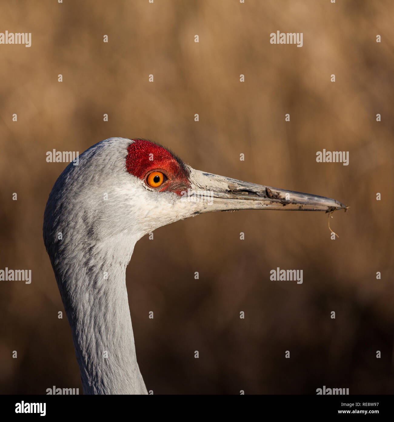 Head and upper neck details of a Sandhill Crane in winter colours Stock ...