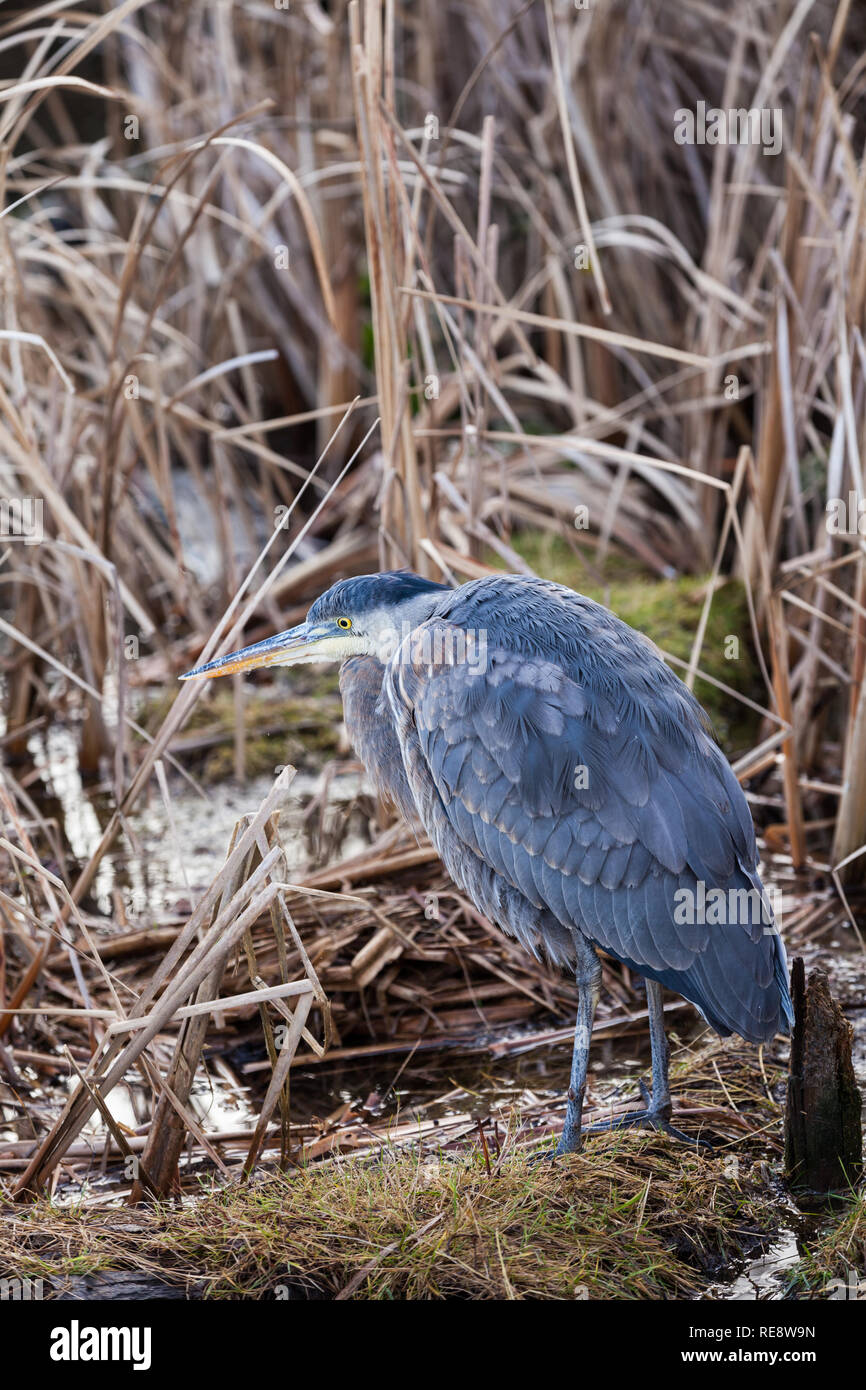 A Blue Heron among the shoreline reeds of a small pond Stock Photo - Alamy