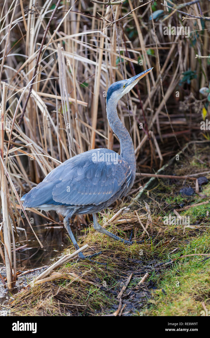 A Blue Heron among the shoreline reeds of a small pond Stock Photo - Alamy