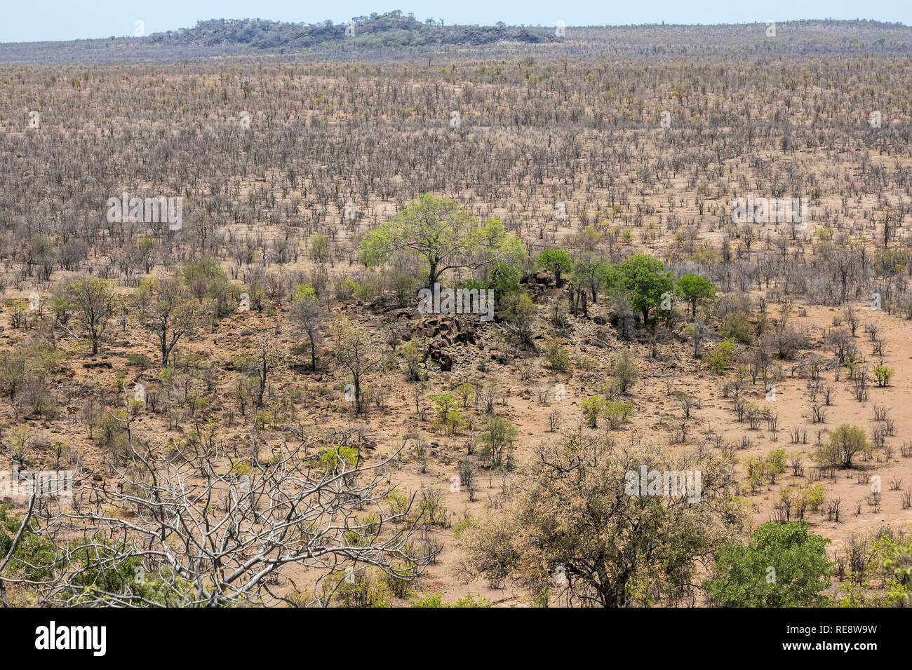 View on wide Kruger landscape from viewpoint Stock Photo - Alamy