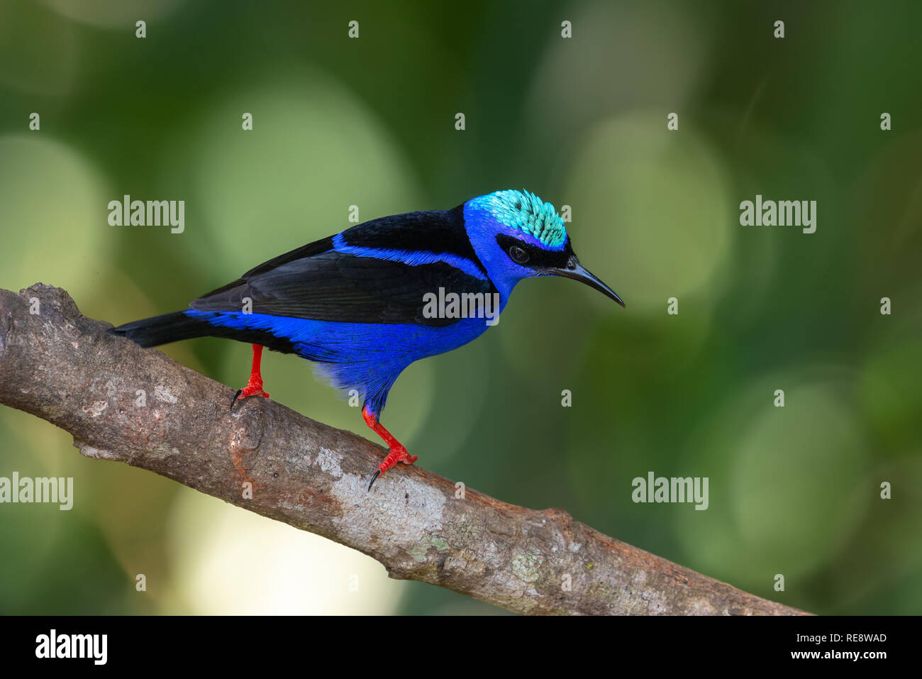 Honeycreeper red, bird hi-res stock photography and images - Alamy