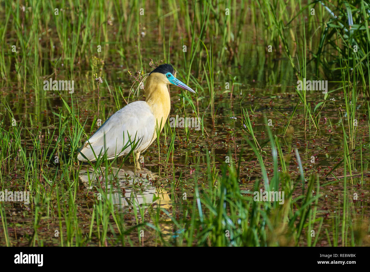 Capped Heron (Pilherodius pileatus) looking for food in a swamp Stock ...