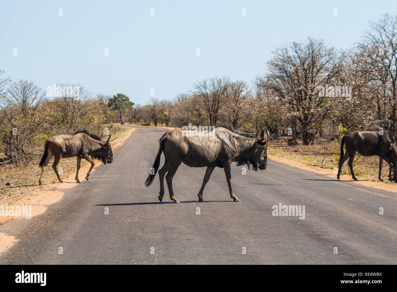 Animals crossing street in Kruger Park, Africa Stock Photo - Alamy