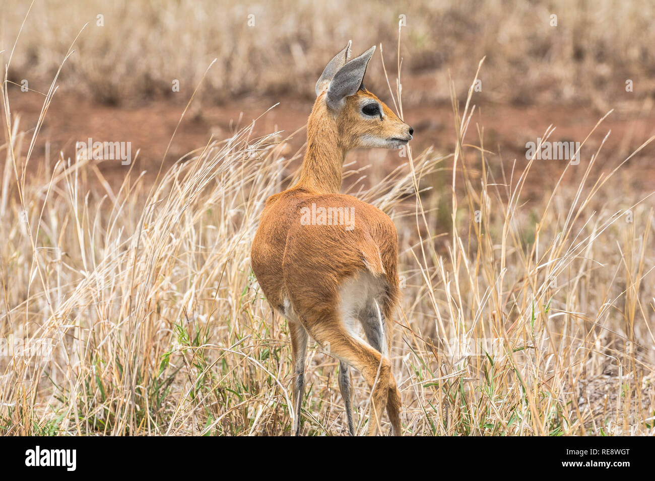 Steenbock in dry grass of Kruger Park South Africa Stock Photo - Alamy